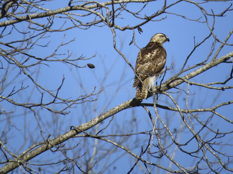 Red Shoulder Hawk Perched in Tree Stock Image - Image of horizontal ...