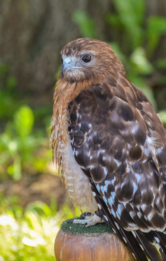 Red Shoulder Hawk portrait stock photo. Image of open - 89669918