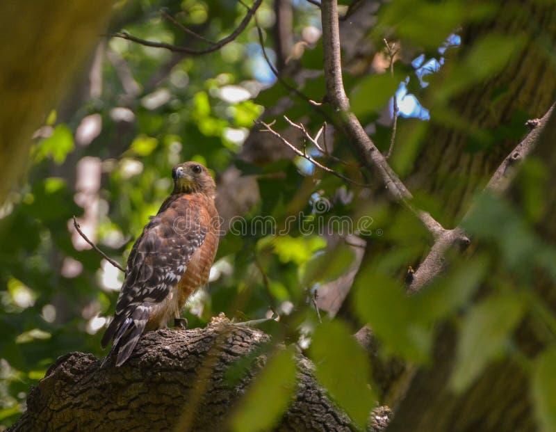 Red Shoulder Hawk portrait stock photo. Image of head - 89669888