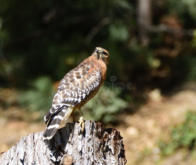Red shoulder hawk stock image. Image of tree, bird, feathers - 235222819