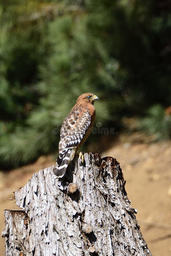 Red shoulder hawk stock image. Image of shoulder, stump - 235222829