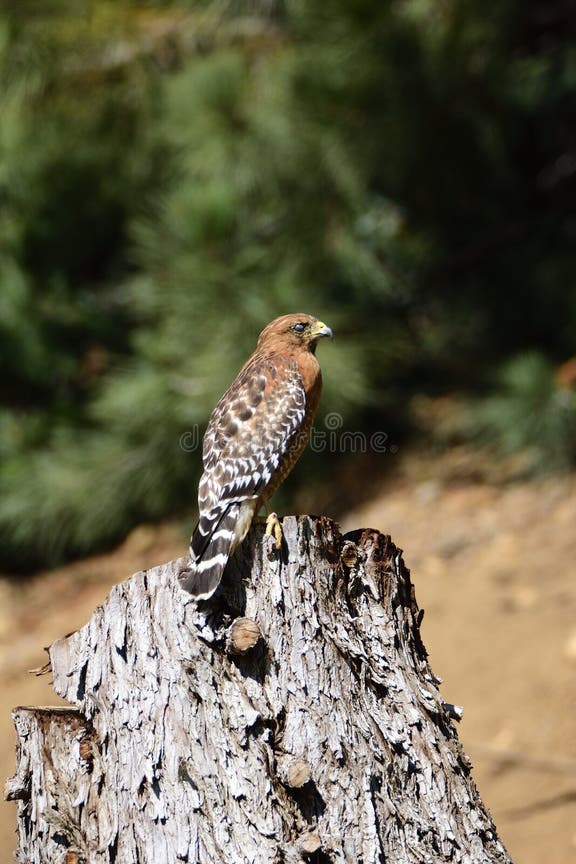 Red shoulder hawk stock image. Image of shoulder, stump - 235222829