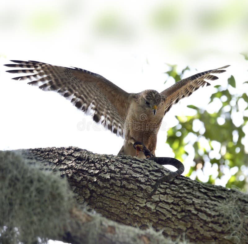 Red-Tailed Hawk Carrying a Snake Stock Photo - Image of reddish, flying ...