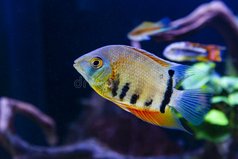 Red Shoulder Severum, Heros Sp. Rotkeil Stock Photo - Image of amazon ...