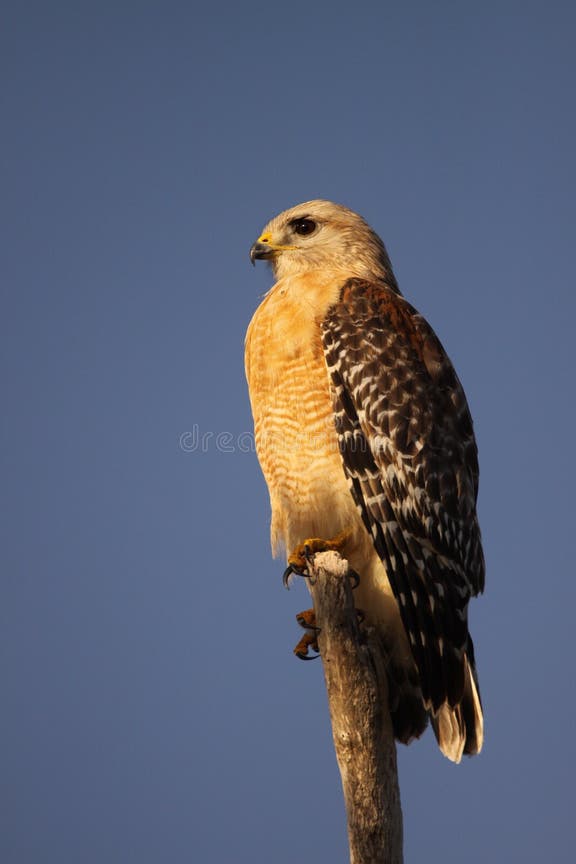 Red-shouldered Hawk stock photo. Image of shouldered - 13544444