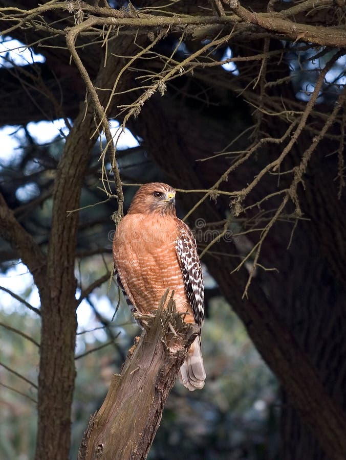 Red Shouldered Hawk stock photo. Image of large, outdoors - 49415798