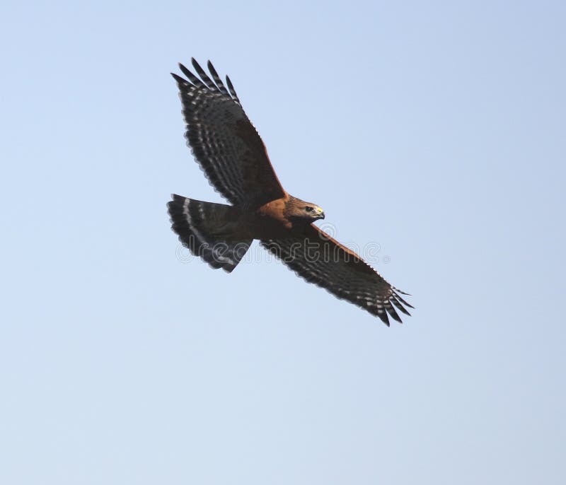 Soaring Red Tail Hawk stock image. Image of tail, searching - 6533011