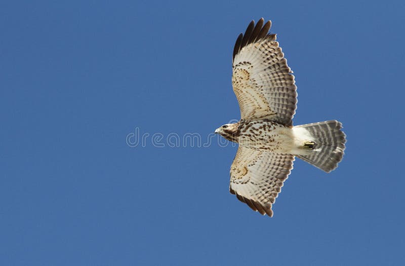 Red Footed Falcon stock photo. Image of falcon, footed - 29642886