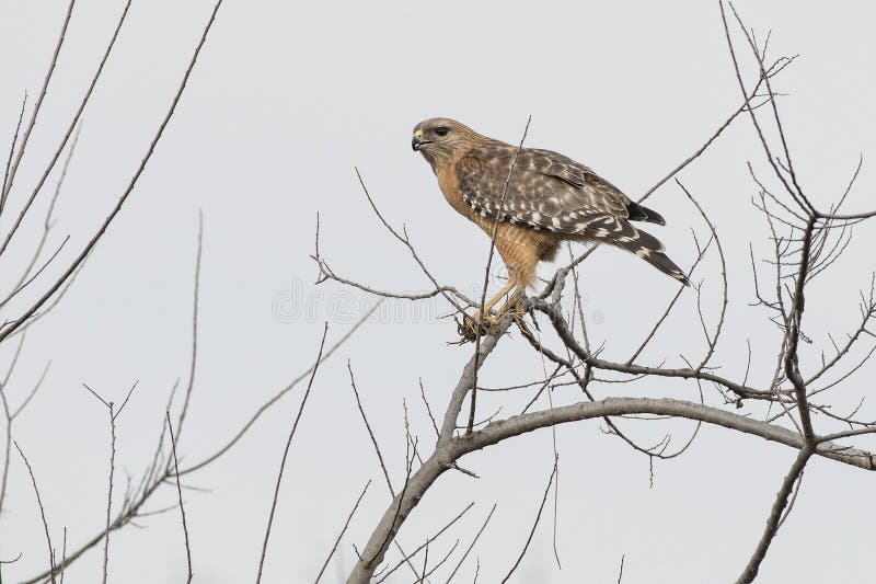Red-Shouldered Hawk Perched on Bare Limb Stock Photo - Image of ...