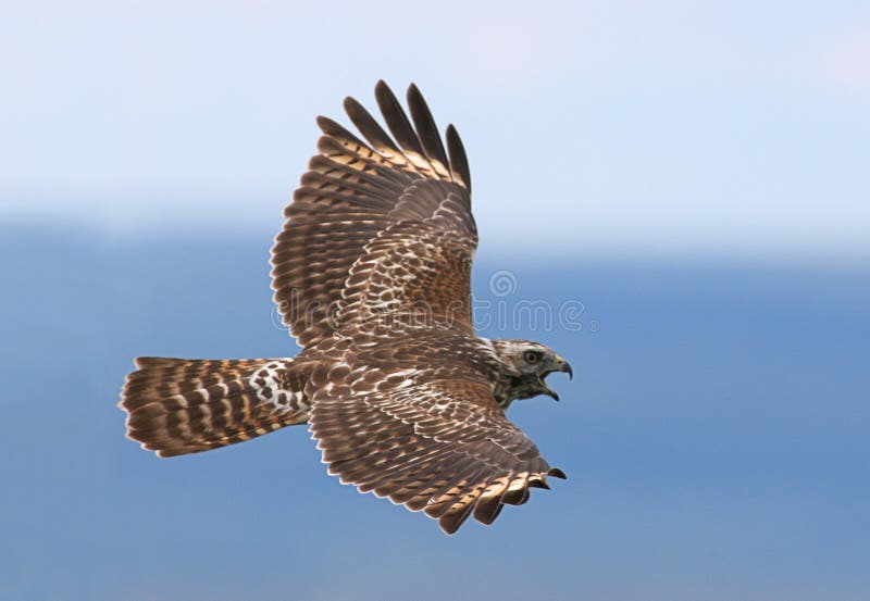 Hawk Taking Flight stock image. Image of park, reach, predator - 212983