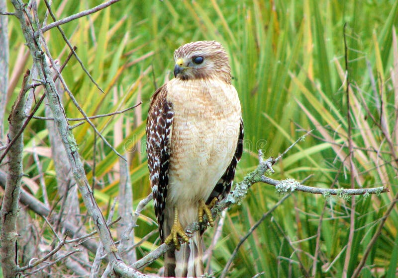 Red Shouldered Hawk stock image. Image of perch, bird - 4023739