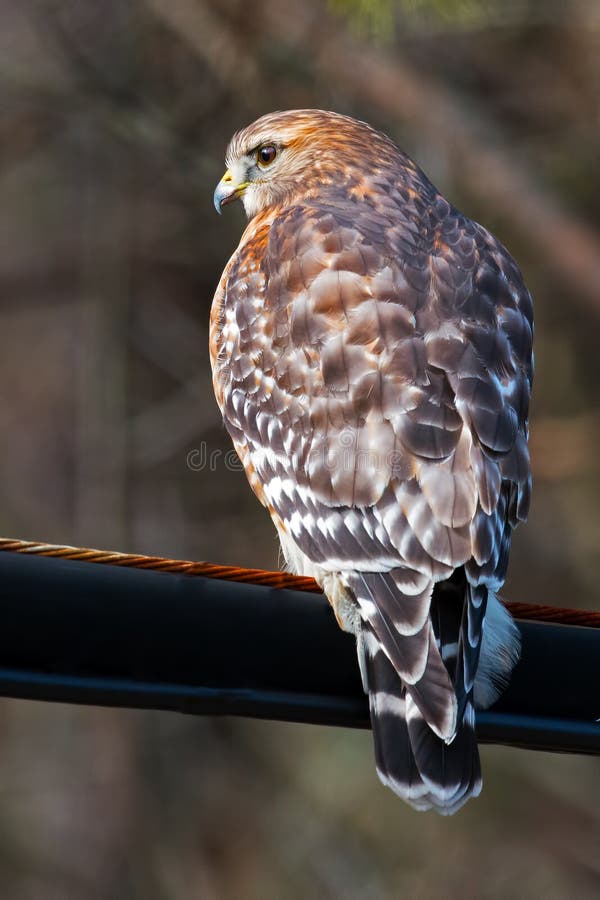 Red-Shouldered Hawk stock photo. Image of nature, buteo - 36281902