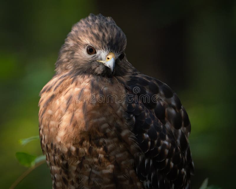 Red-shouldered Hawk stock image. Image of raptors, bird - 258534873