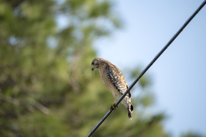 The Red-shouldered Hawk Bird Perching on Electric Cable Looking for ...