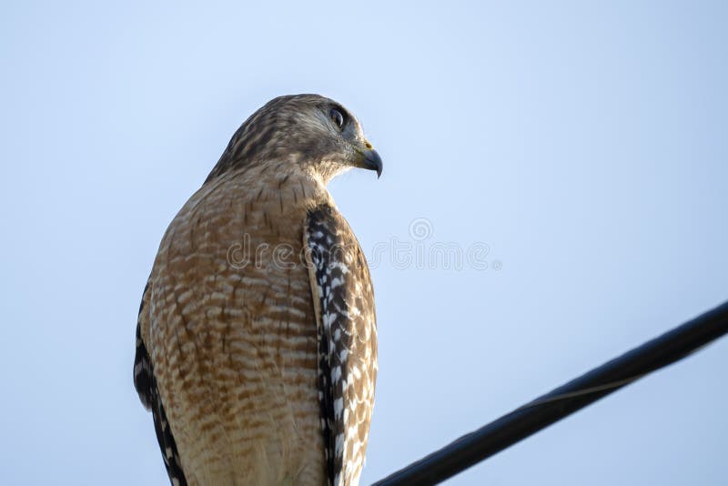 The Red-shouldered Hawk Bird Perching on Electric Cable Looking for ...