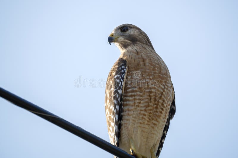 The Red-shouldered Hawk Bird Perching on Electric Cable Looking for ...