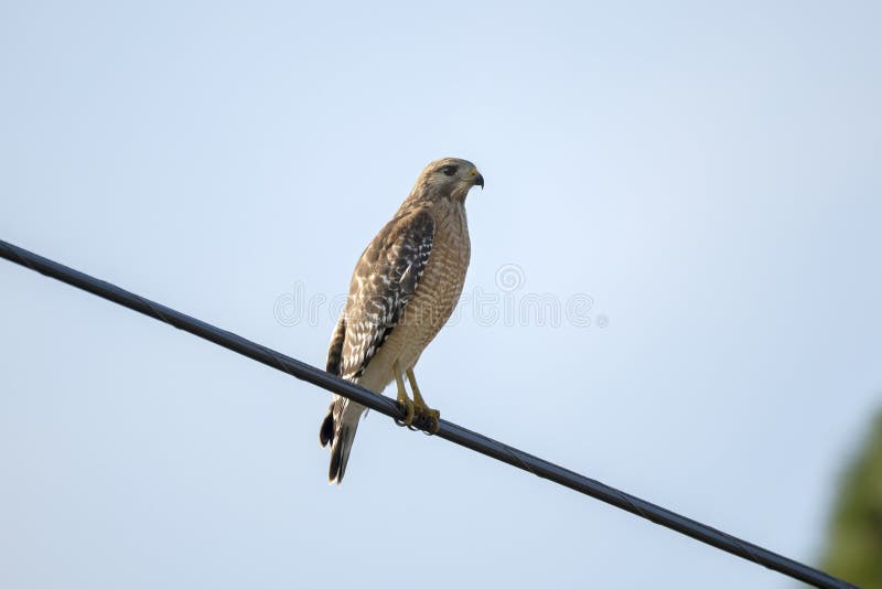 The Red-shouldered Hawk Bird Perching on Electric Cable Looking for ...