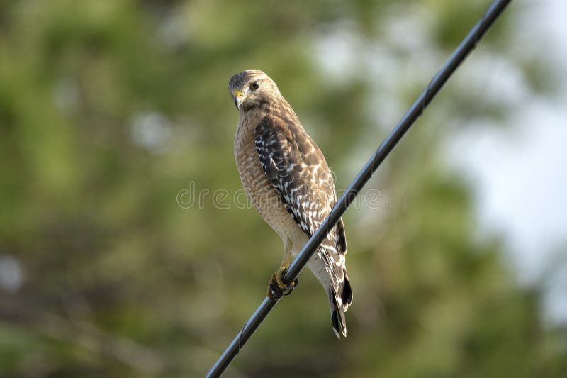 The Red-shouldered Hawk Bird Perching on Electric Cable Looking for ...