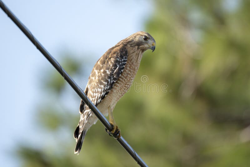 The Red-shouldered Hawk Bird Perching on Electric Cable Looking for ...