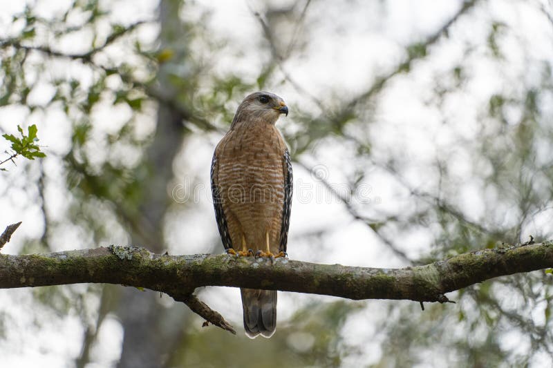 The Red-shouldered Hawk Bird Perching on a Tree Branch Looking for Prey ...