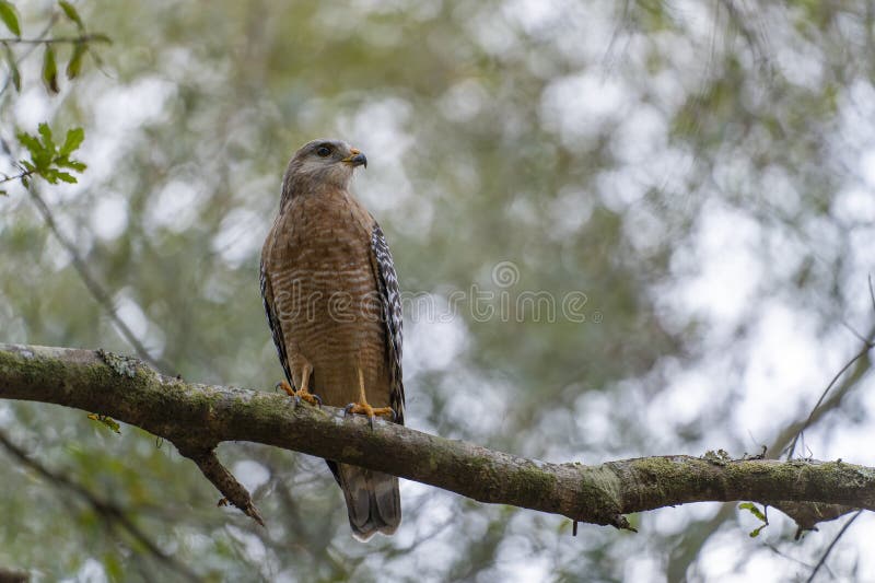 The Red-shouldered Hawk Bird Perching on a Tree Branch Looking for Prey ...