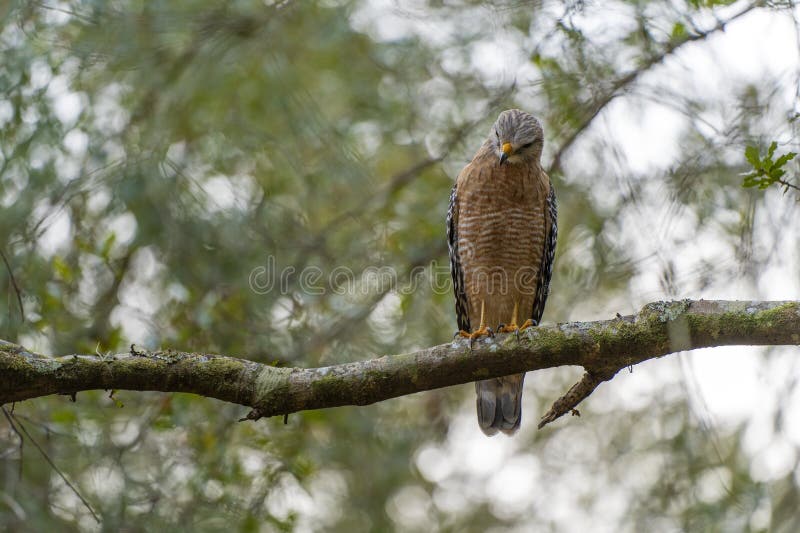 The Red-shouldered Hawk Bird Perching on a Tree Branch Looking for Prey ...