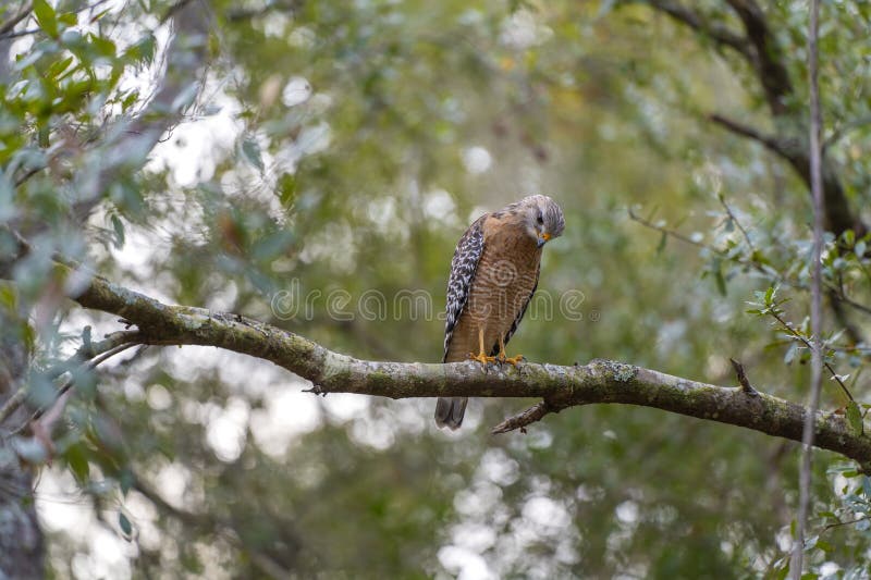 The Red-shouldered Hawk Bird Perching on a Tree Branch Looking for Prey ...