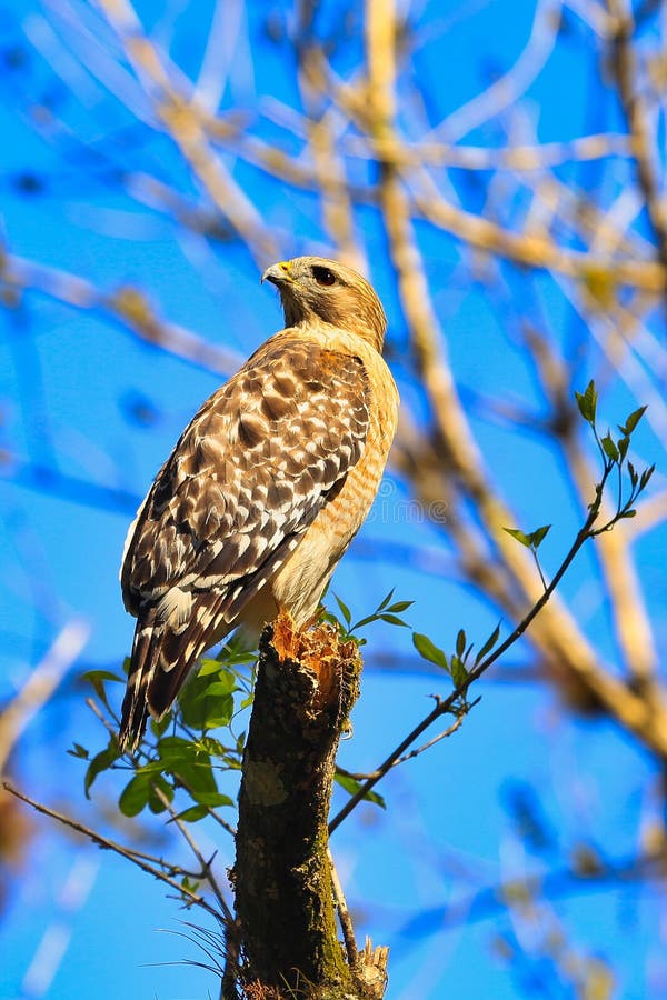 Red Shouldered, Hawk Bird Preserve Florida Stock Image - Image of white ...