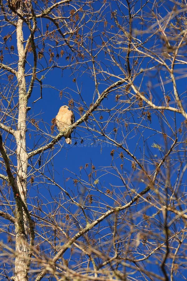 Red Shouldered Hawk, Bird Tree, Preserve Florida Stock Image - Image of ...