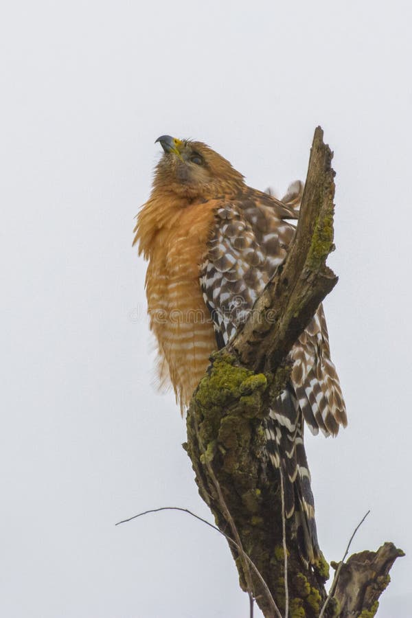 Red-shouldered Hawk on Branch Stock Image - Image of fluffing, moss ...