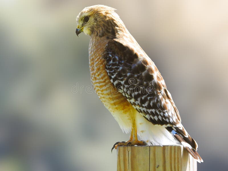 Red-shouldered Hawk Perched on Post Stock Photo - Image of mount, white ...