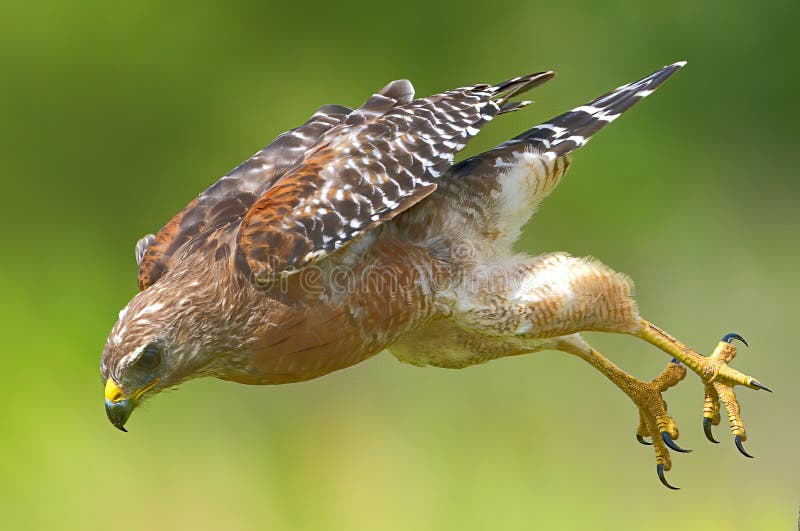 Red Shouldered Hawk Flying with Wings Wide Open in Blue Sky Stock Image ...