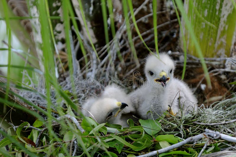1,885 Baby Hawk Stock Photos - Free & Royalty-Free Stock Photos from ...