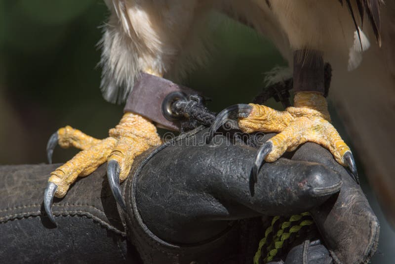 Red shouldered Hawk Claws stock image. Image of america - 291684405