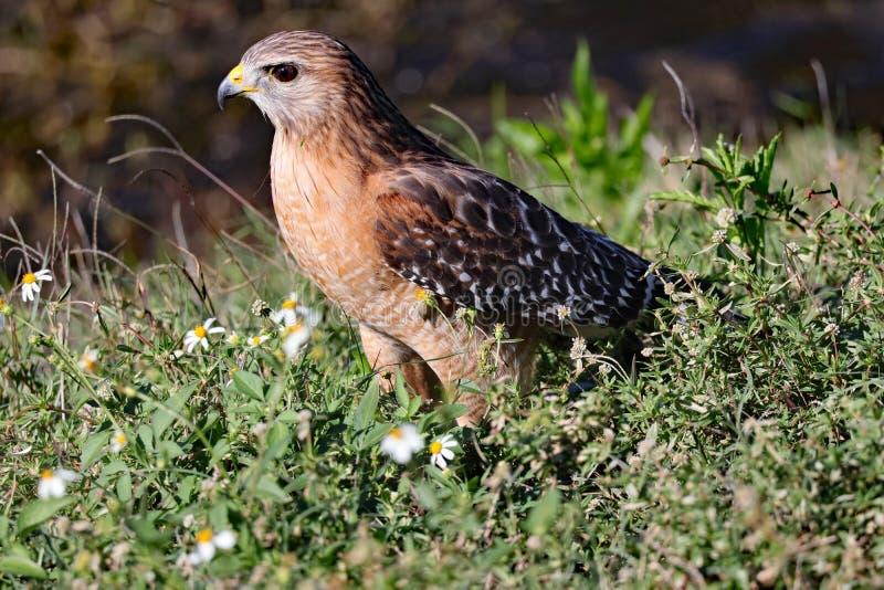 Red Shouldered Hawk Close Up Stock Image - Image of grass, area: 266155671