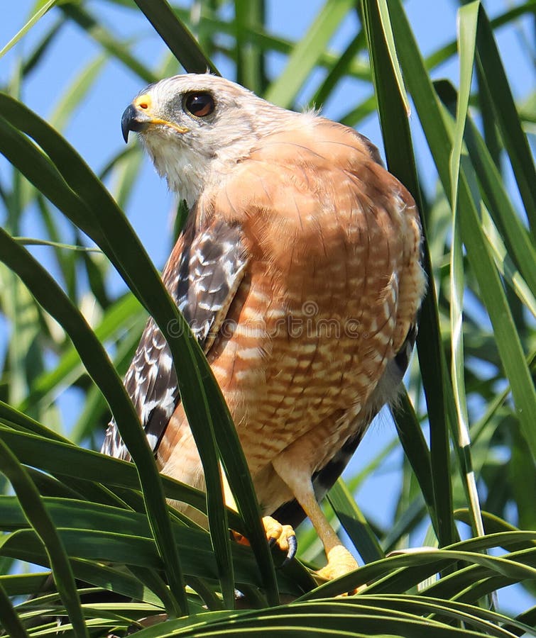 Red Shouldered Hawk Close Up Stock Image - Image of finch, parrot ...
