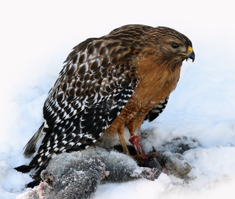 Red Shouldered Hawk stock photo. Image of animal, wild - 65144266