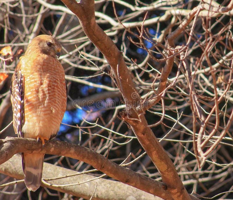 Red Shouldered Hawk Eyes Dinner Stock Photo - Image of shouldered ...