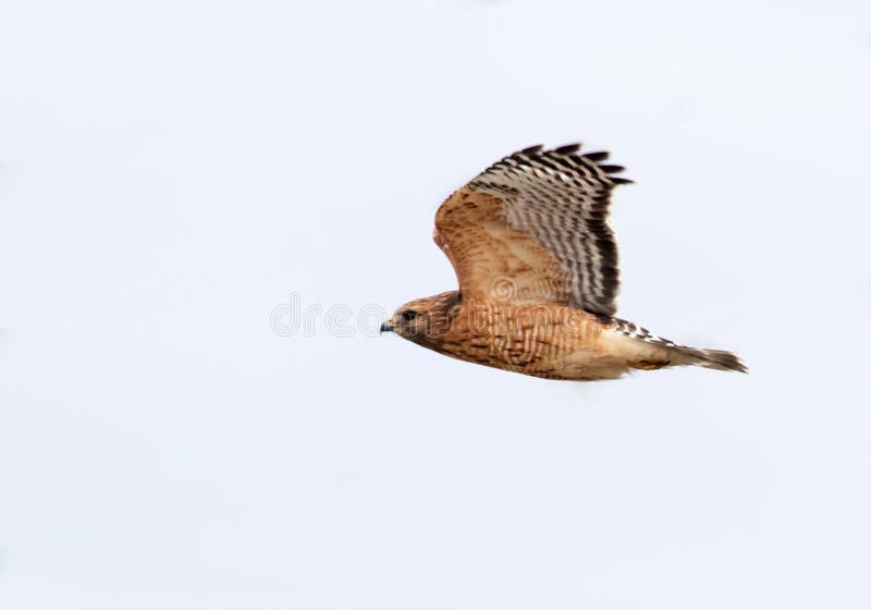 Red Shouldered Hawk stock photo. Image of large, outdoors - 49415798