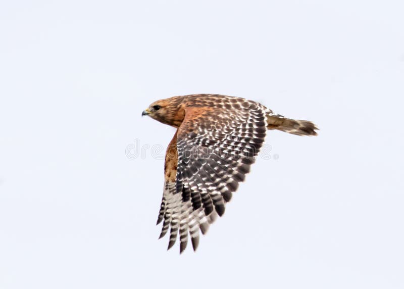 Red Shouldered Hawk stock image. Image of outdoors, natural - 49415889