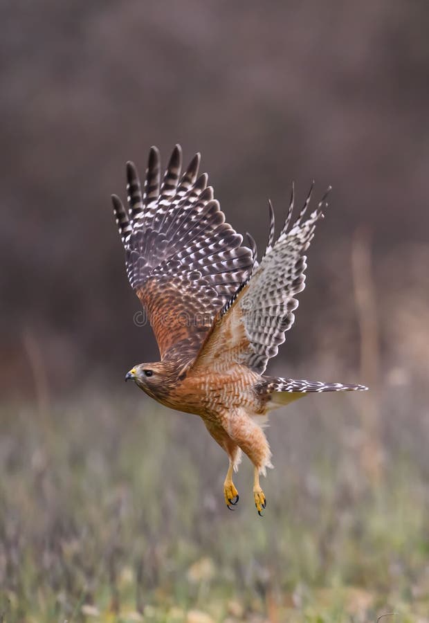 Red-shouldered Hawk in Flight Over Grassy Field. Stock Image - Image of ...