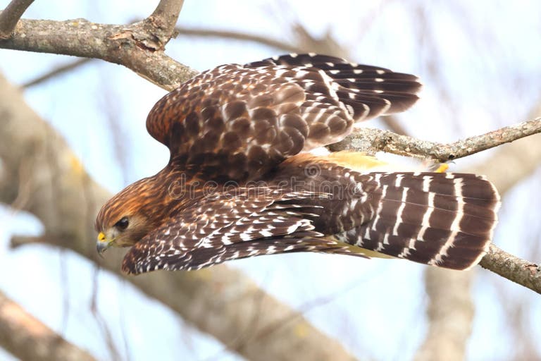 Red-shouldered Hawk in Flight Stock Image - Image of wings, hunting ...