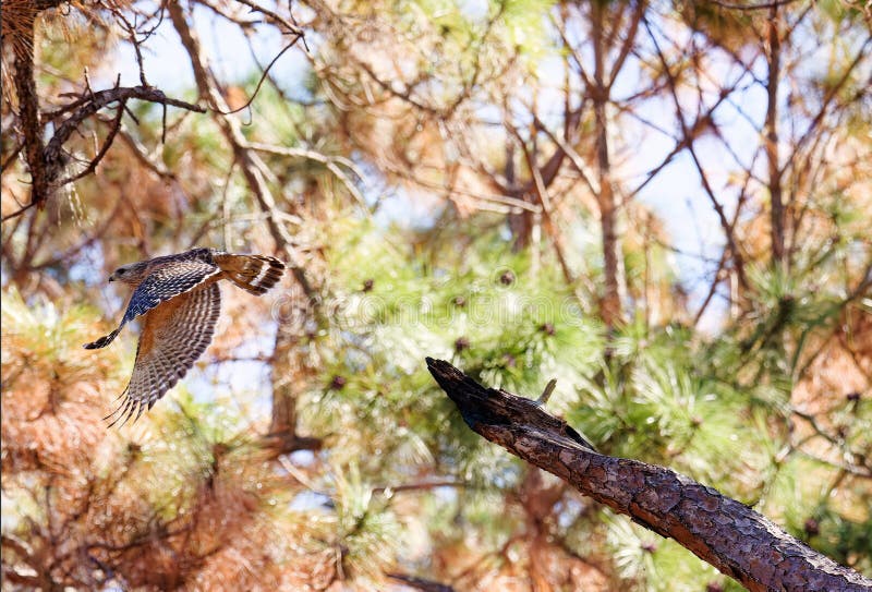 Red Shouldered Hawk in Flight Stock Image - Image of leaf, nature ...