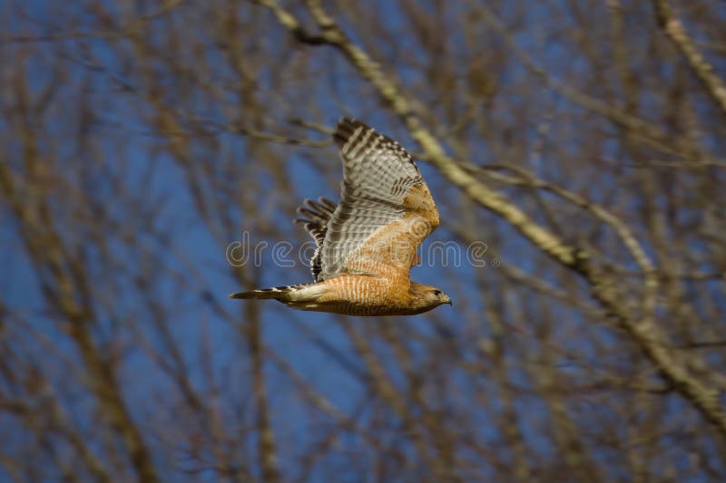Red Shouldered Hawk in Flight Stock Photo - Image of hawk, nature ...