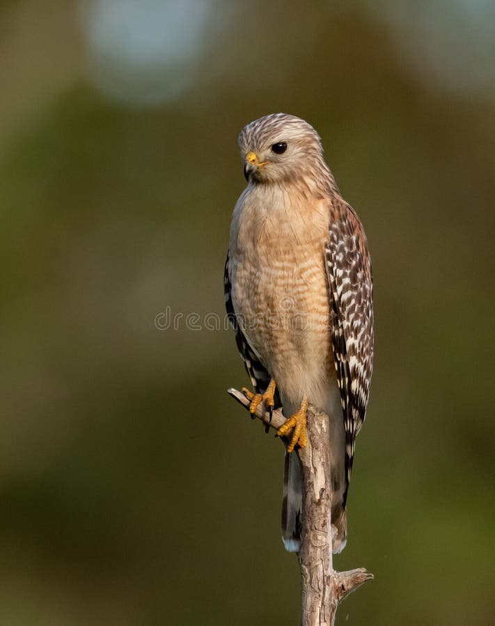 Red Shouldered Hawk in Florida Stock Image - Image of morph, female ...