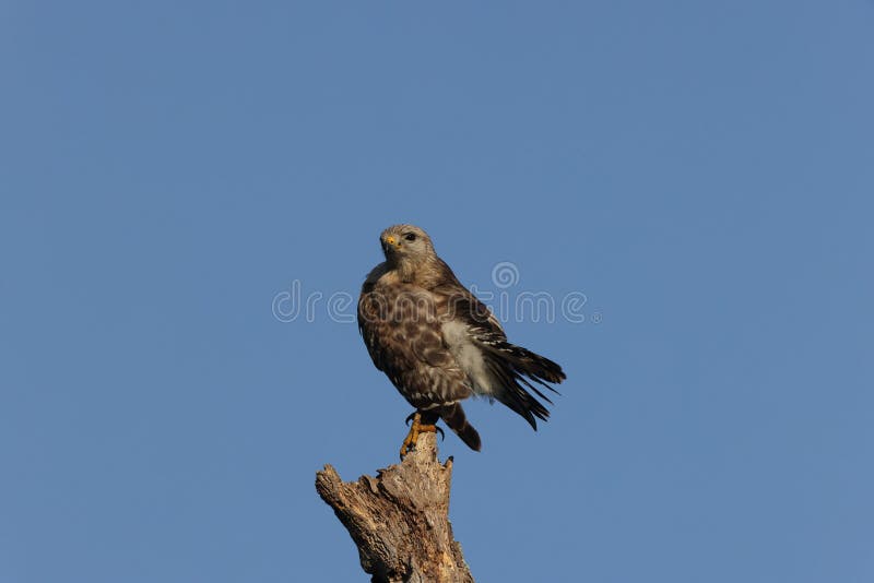 Red Shouldered Hawk in Florida Circle B Bar Reserve Stock Photo - Image ...