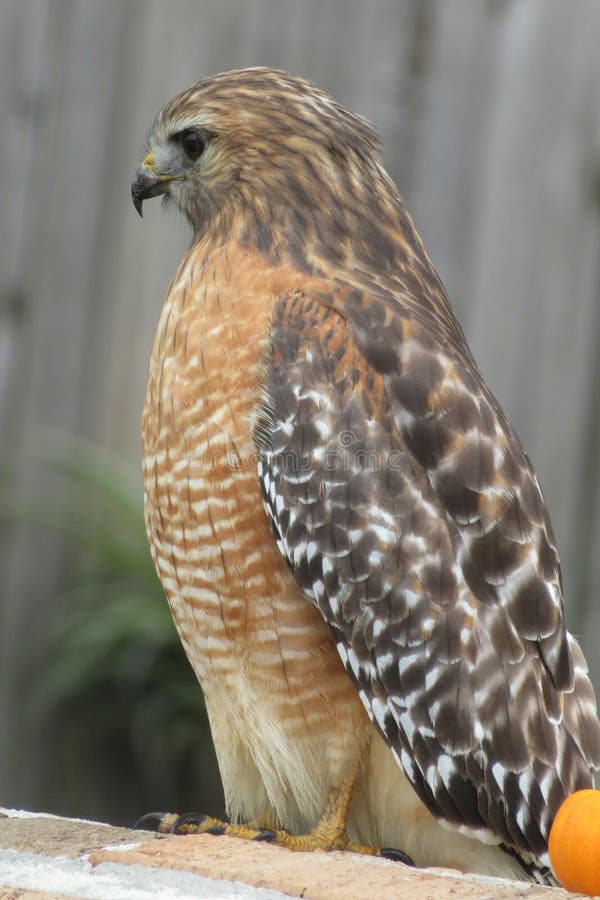 Profile View Red Shouldered Hawk Stock Photos - Free & Royalty-Free ...