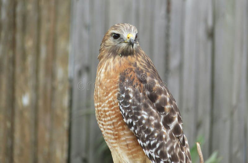 Red Hawk on Fence Background Stock Image - Image of brown, colored ...