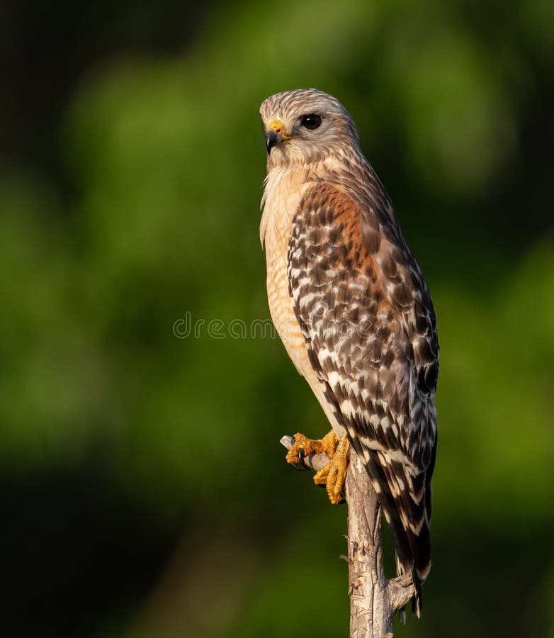 1,007 Baby Hawk Photos - Free & Royalty-Free Stock Photos from Dreamstime