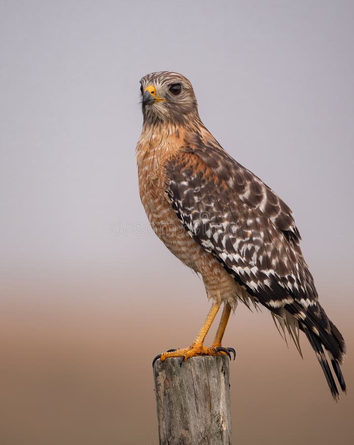 A Red-shouldered Hawk in Florida Stock Image - Image of canada, forest ...